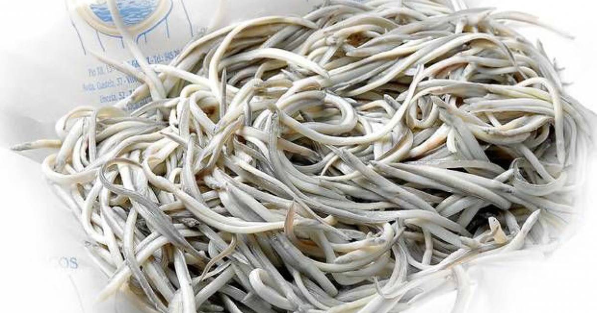 Las angulas y anguilas siguen conquistando la gastronomía española ...