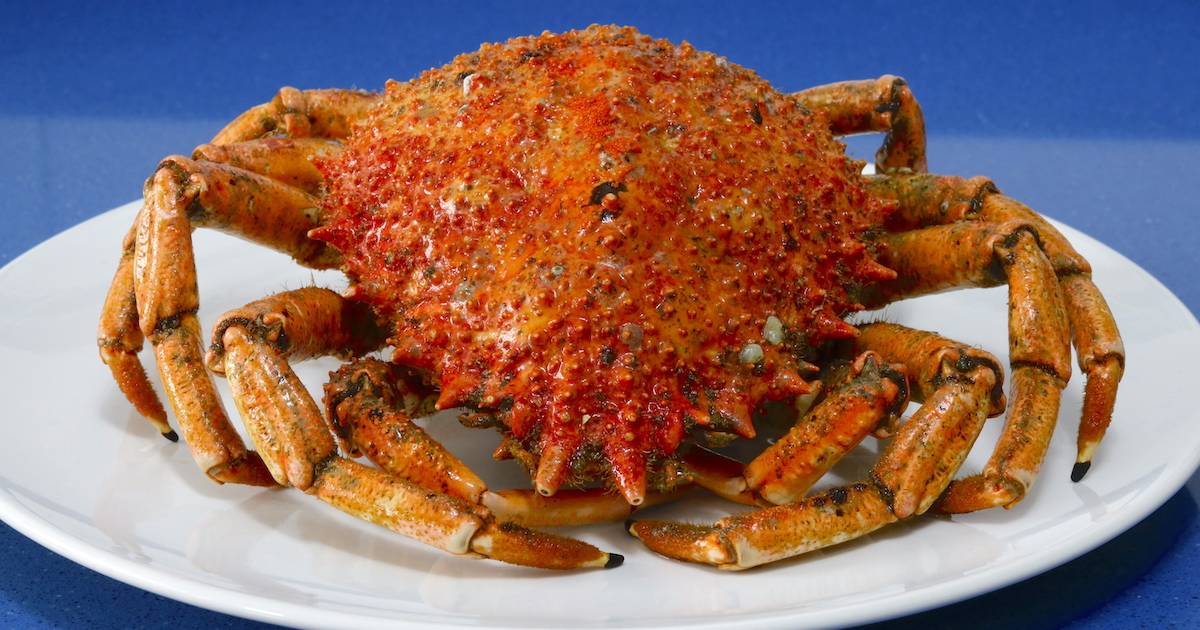 Cómo cocer centollo. abrir y preparar el centollo. | Cocina y recetas ...