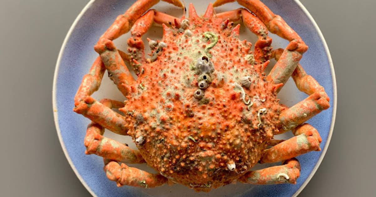 Cómo cocer centollos o centollas en casa | Cocina y recetas fáciles